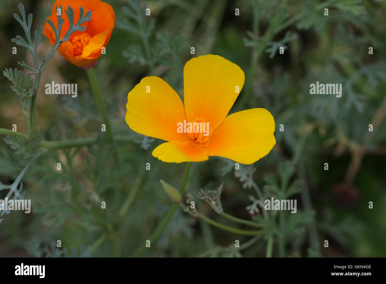 California poppy closeup hi-res stock photography and images - Alamy