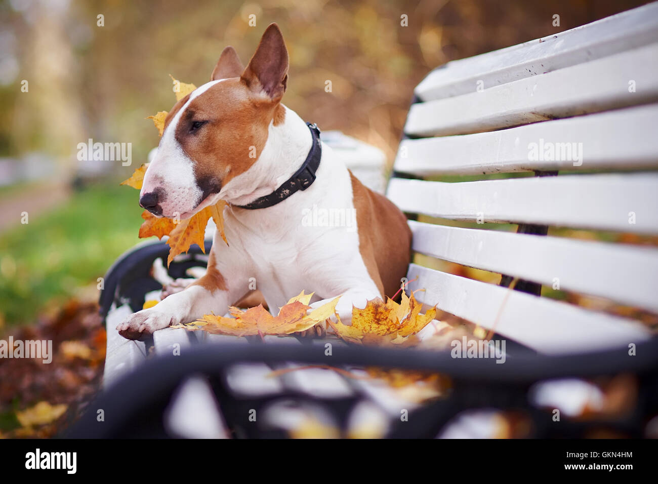 The red bull terrier lies on a bench Stock Photo - Alamy