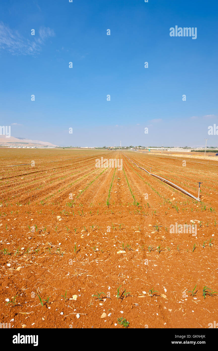 Irrigation at field in israel hi-res stock photography and images - Alamy