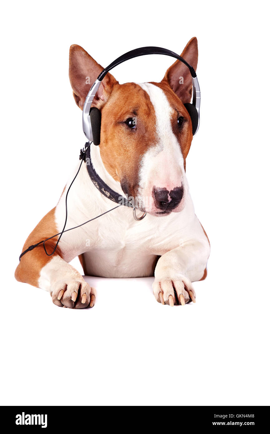 Bull terrier in earphones Stock Photo - Alamy