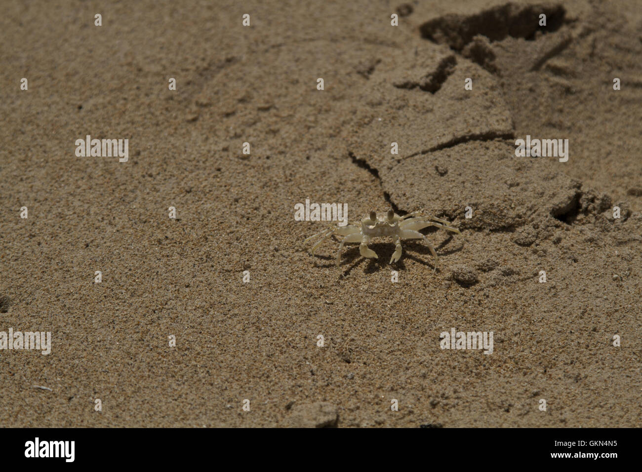 Hawaii beach crab hi-res stock photography and images - Alamy