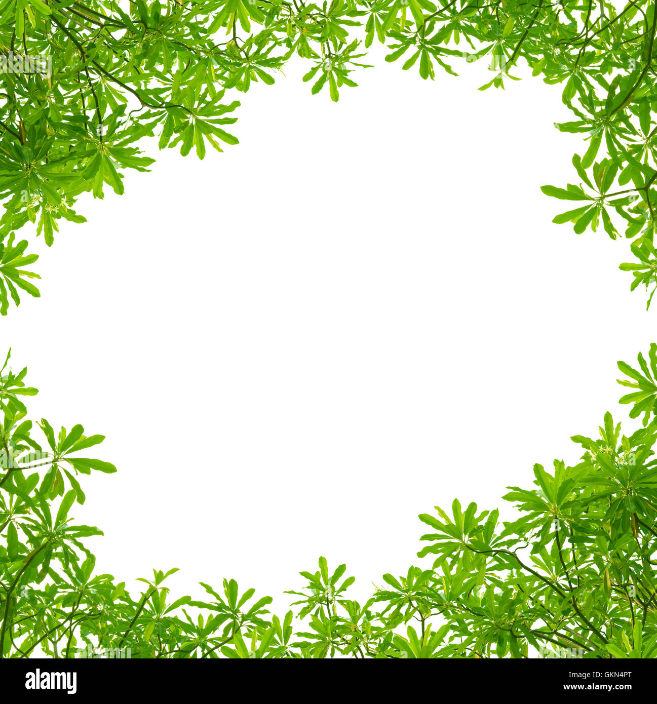 Green leaves frame on white background Stock Photo - Alamy
