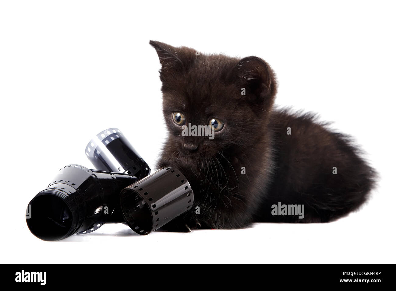 Cute retro kitten Cut Out Stock Images & Pictures - Alamy