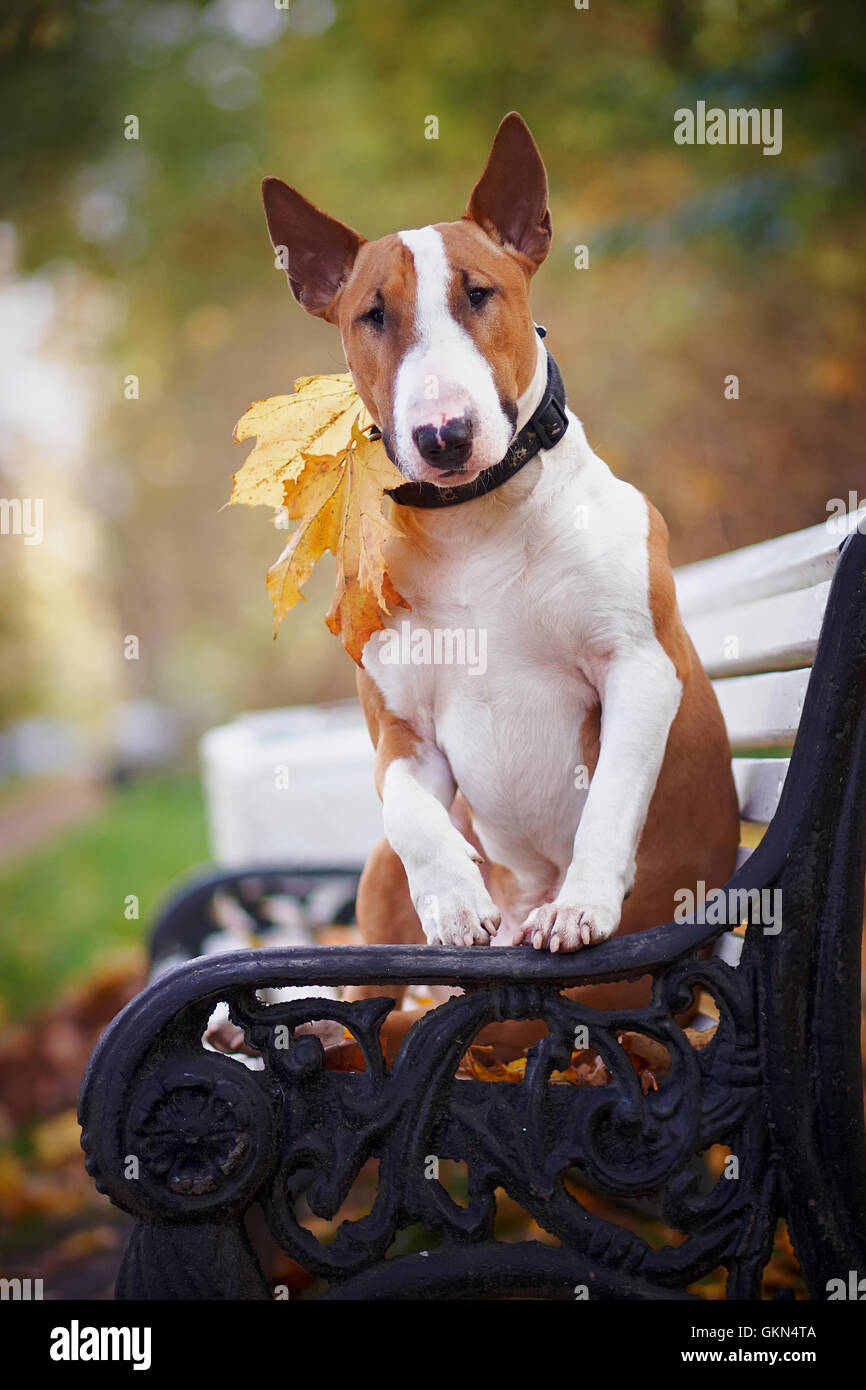 The red bull terrier sits on a bench Stock Photo - Alamy