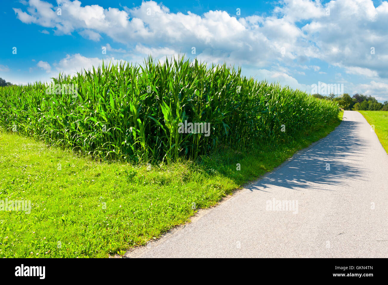 Corn Fields Stock Photo - Alamy