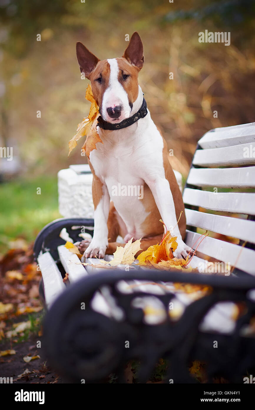 The red bull terrier sits on a bench Stock Photo - Alamy