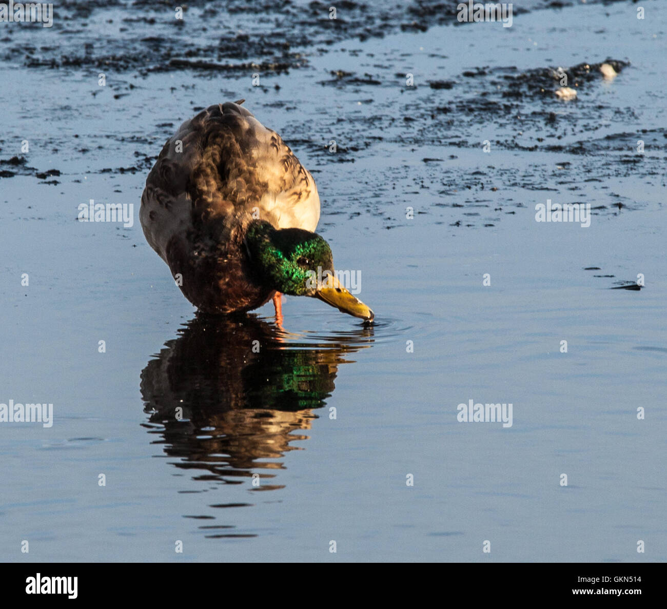 Duck drinking water Stock Photo - Alamy