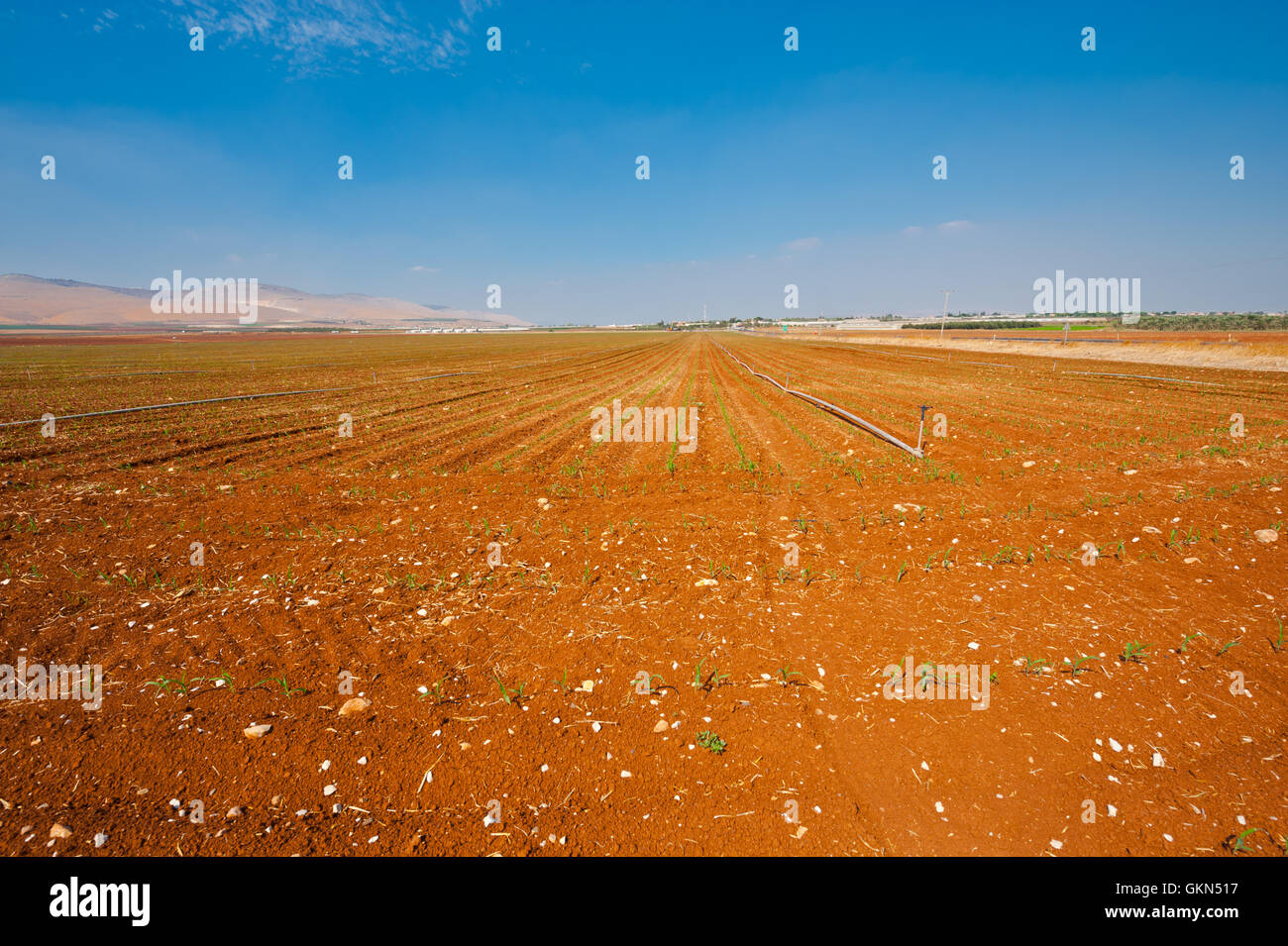 Field in Israel Stock Photo - Alamy