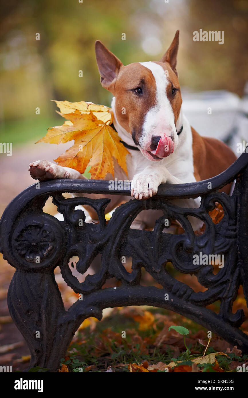Portrait of a red bull terrier on a bench Stock Photo - Alamy