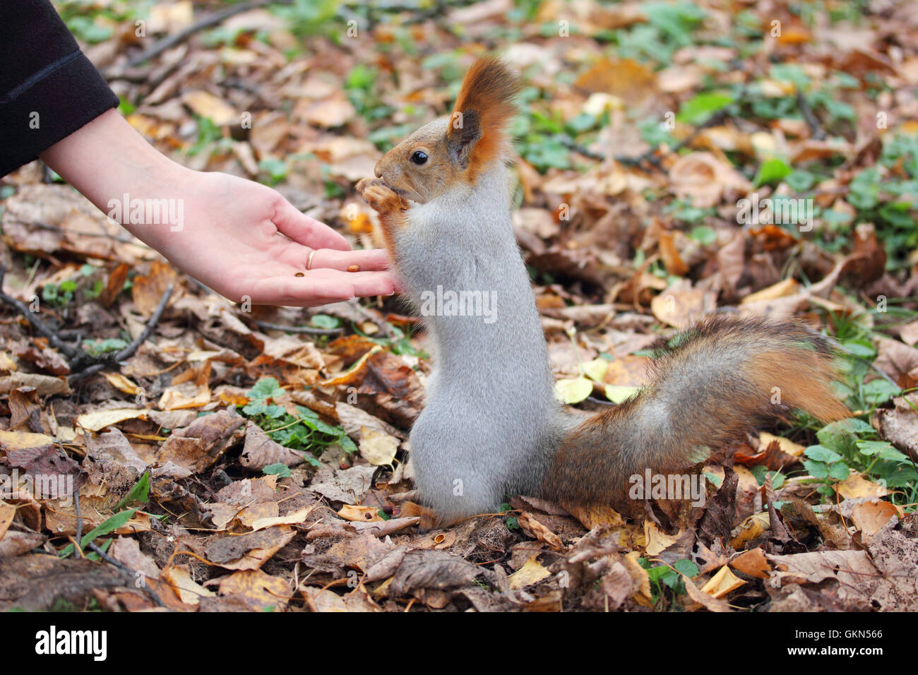 squirrel eats nuts Stock Photo - Alamy