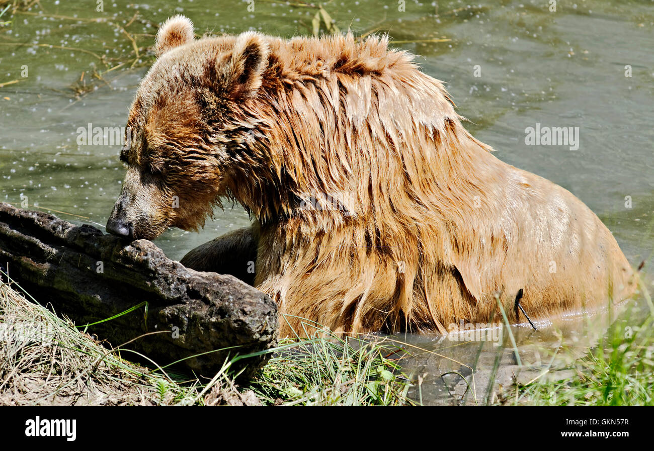 Zoo beer hi-res stock photography and images - Alamy