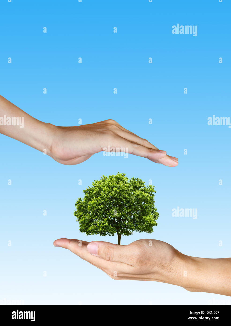 a Tree in human hands on blue background Stock Photo - Alamy
