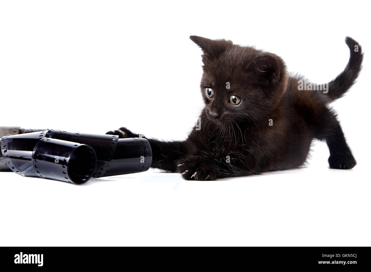 Cute retro kitten Cut Out Stock Images & Pictures - Alamy