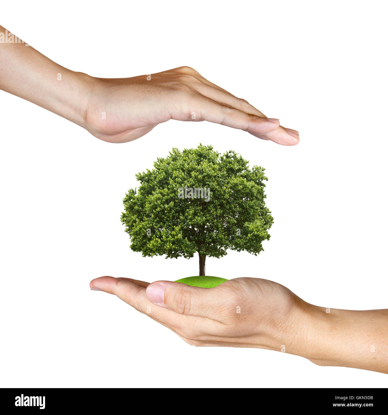 a Tree in human hands on white background Stock Photo - Alamy