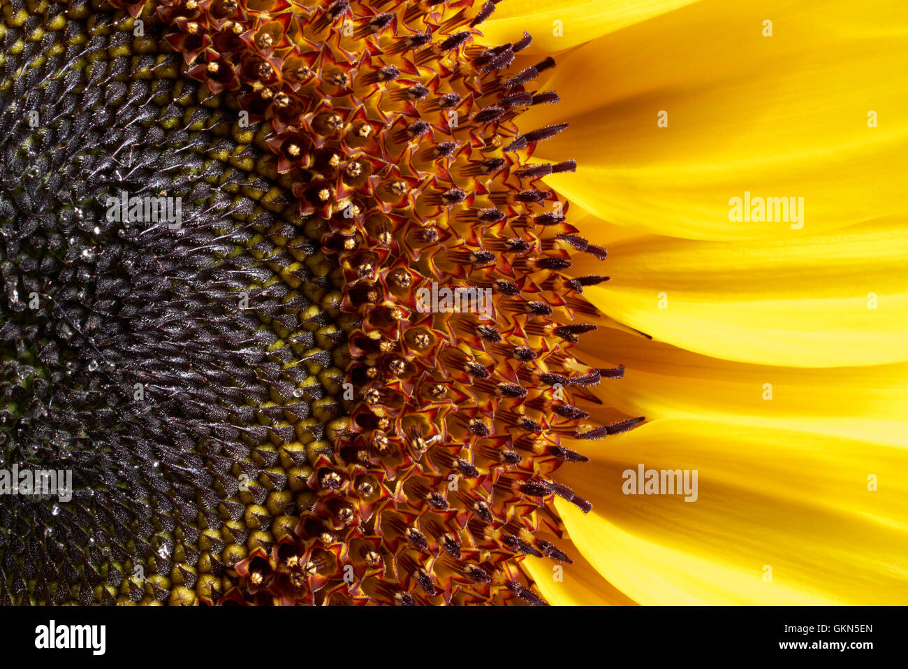 Closeup shot blooming sunflower hi-res stock photography and images - Alamy