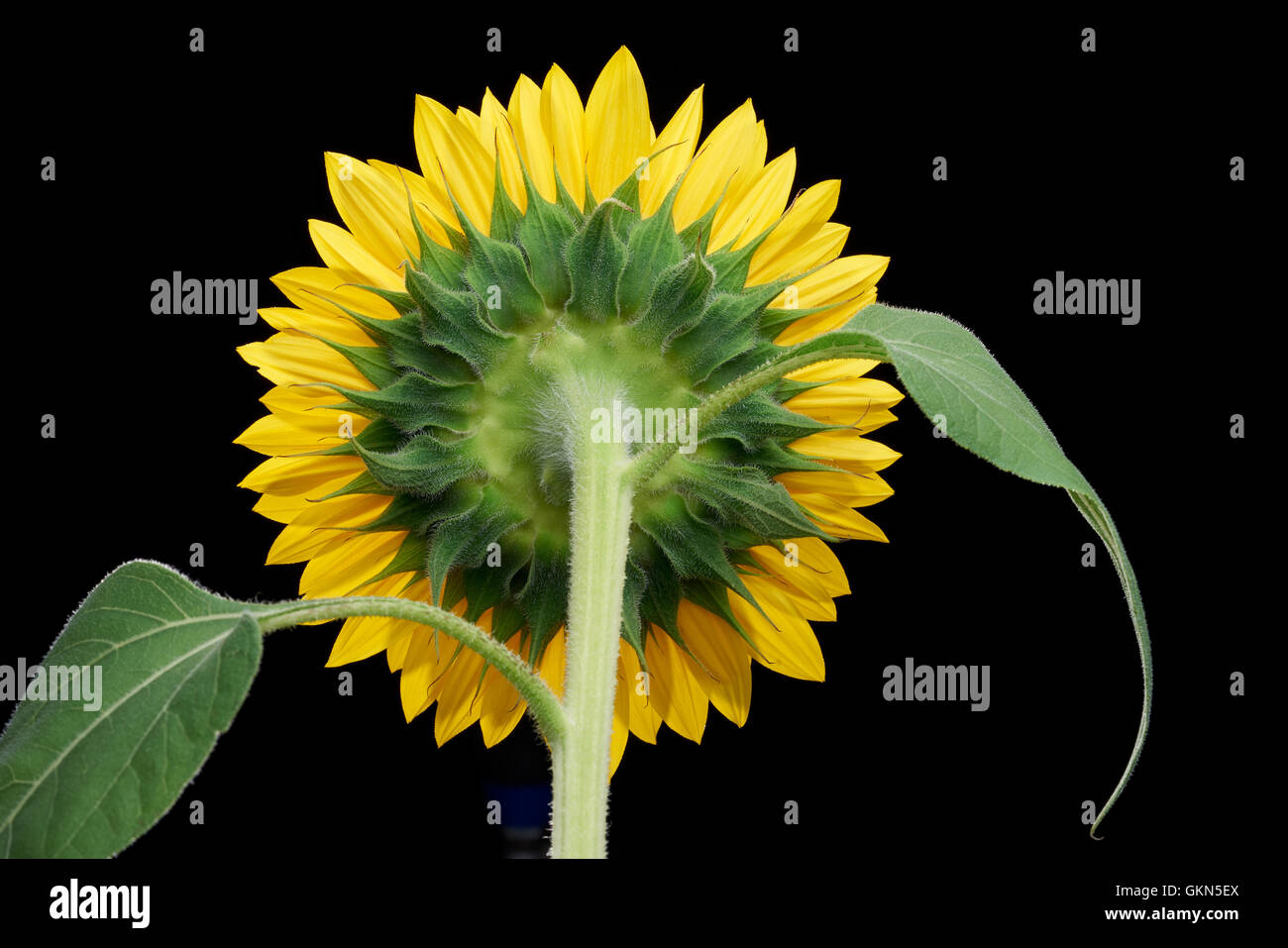 a sunflower blossom seen from behind in black back Stock Photo - Alamy