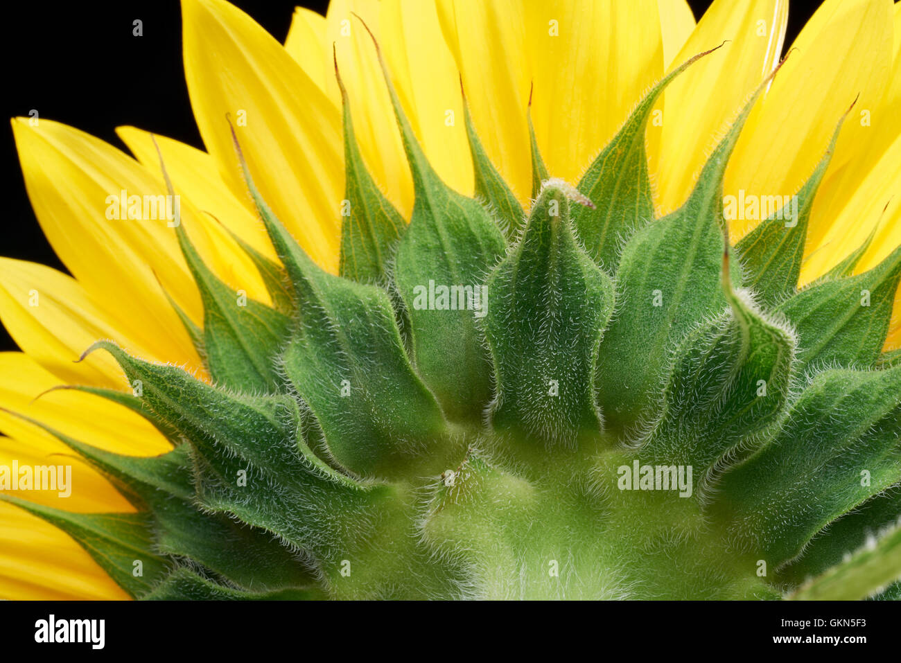 Behind a sunflower hi-res stock photography and images - Alamy