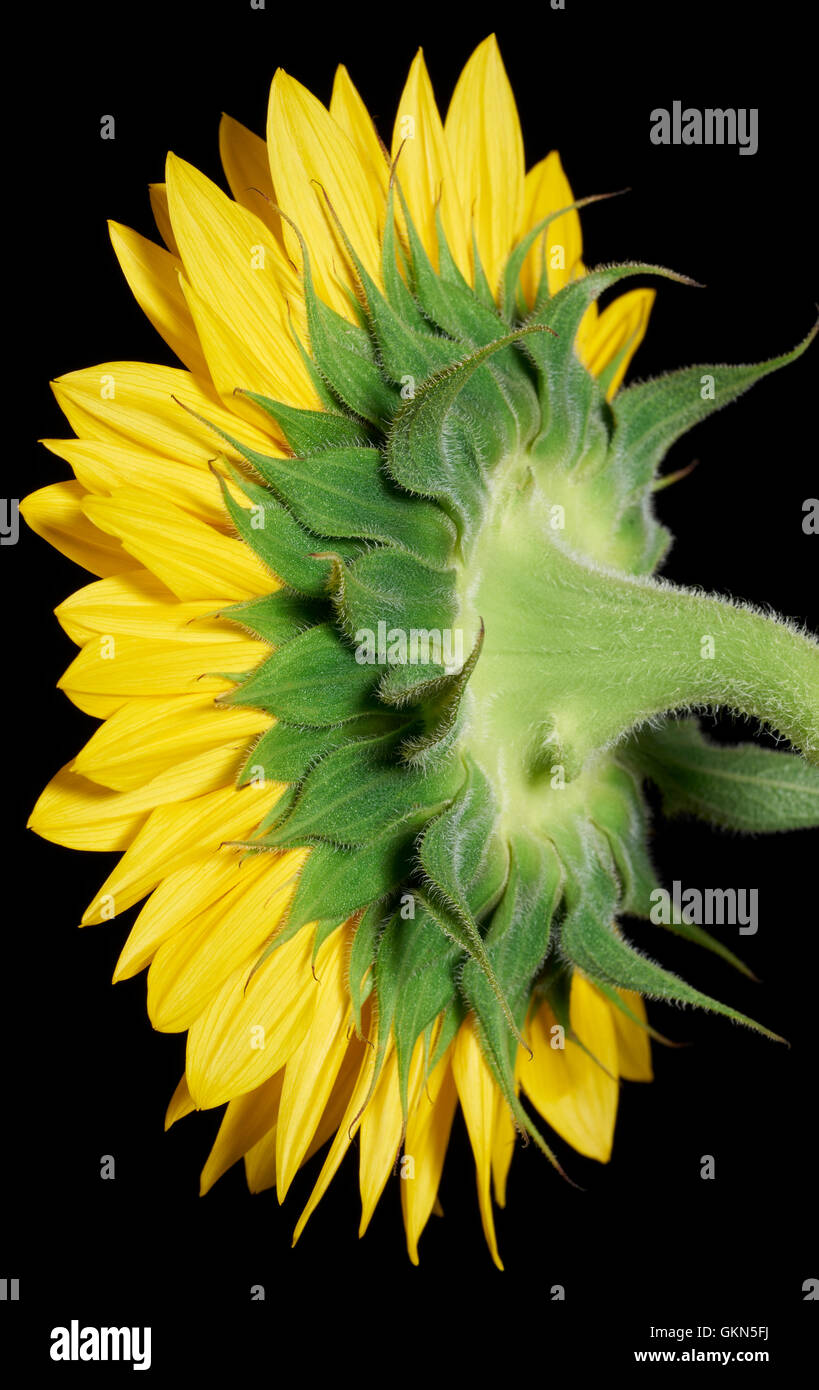 a sunflower blossom seen from behind in black back Stock Photo - Alamy