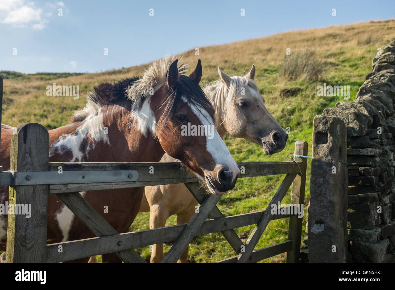 Horse in field with gate hi-res stock photography and images - Alamy