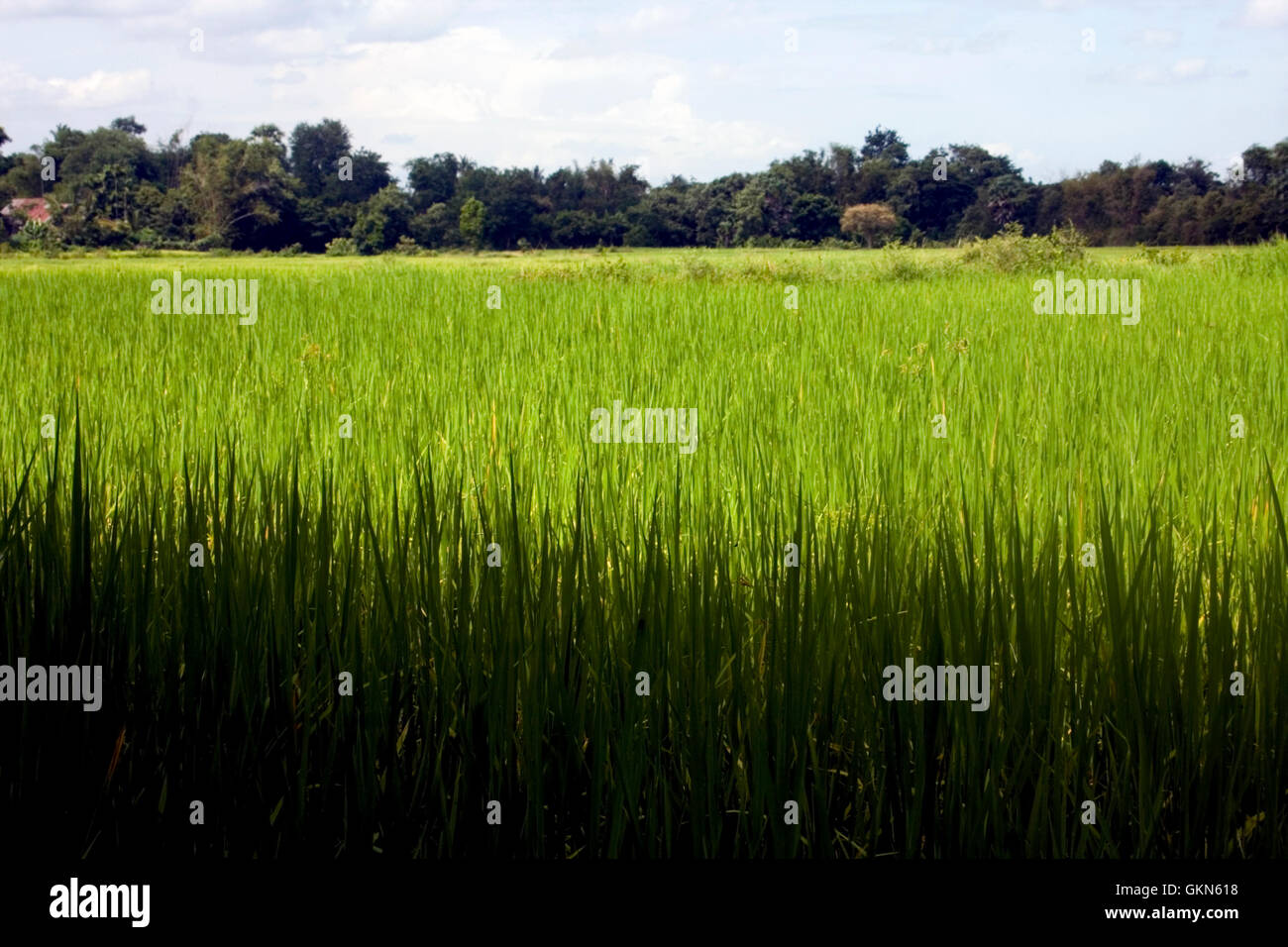 Cambodian rice farming hi-res stock photography and images - Alamy