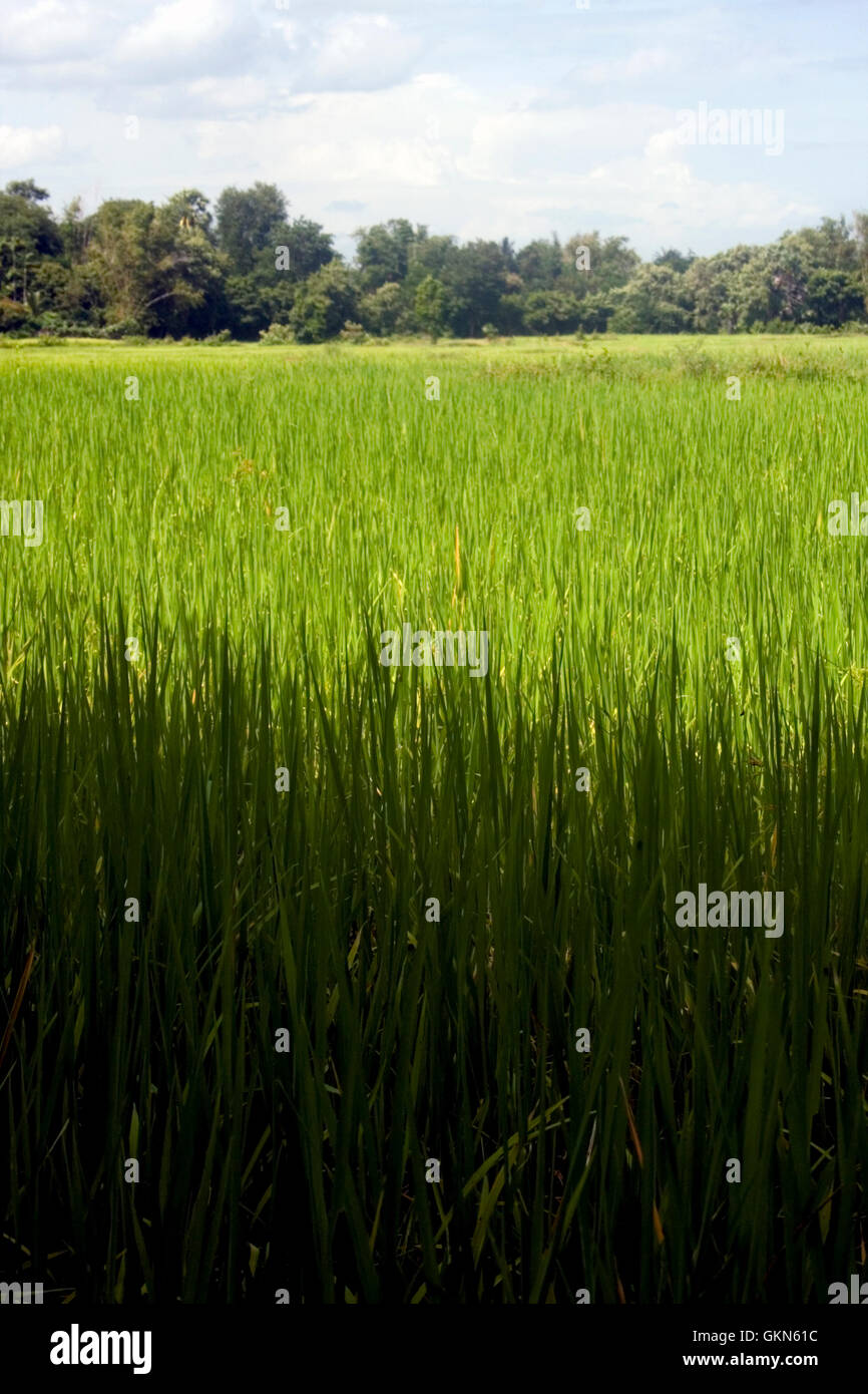 Rice is being cultivated in a field in Chork Village, Cambodia Stock ...