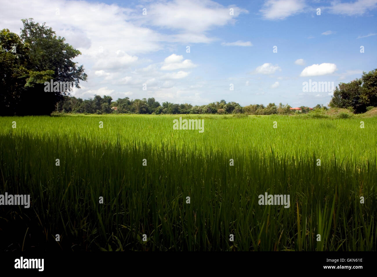 Cambodian rice farming hi-res stock photography and images - Alamy
