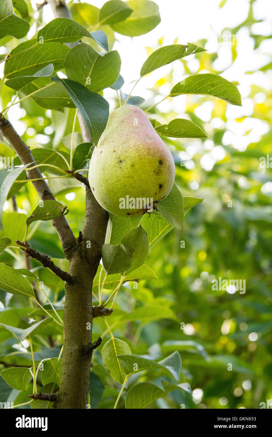 Pear on the tree in the garden Stock Photo - Alamy