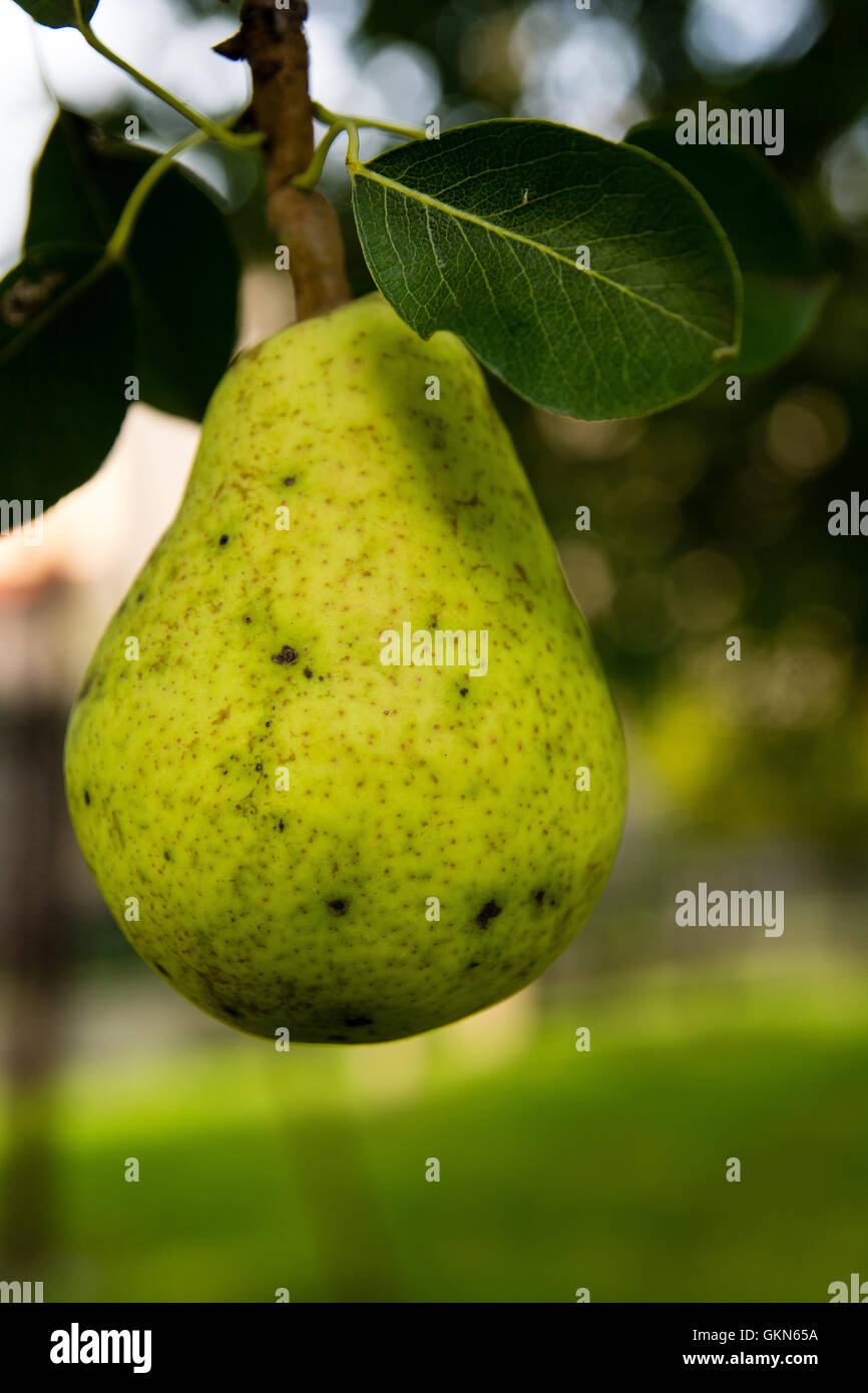 Fruiting pear hi-res stock photography and images - Alamy