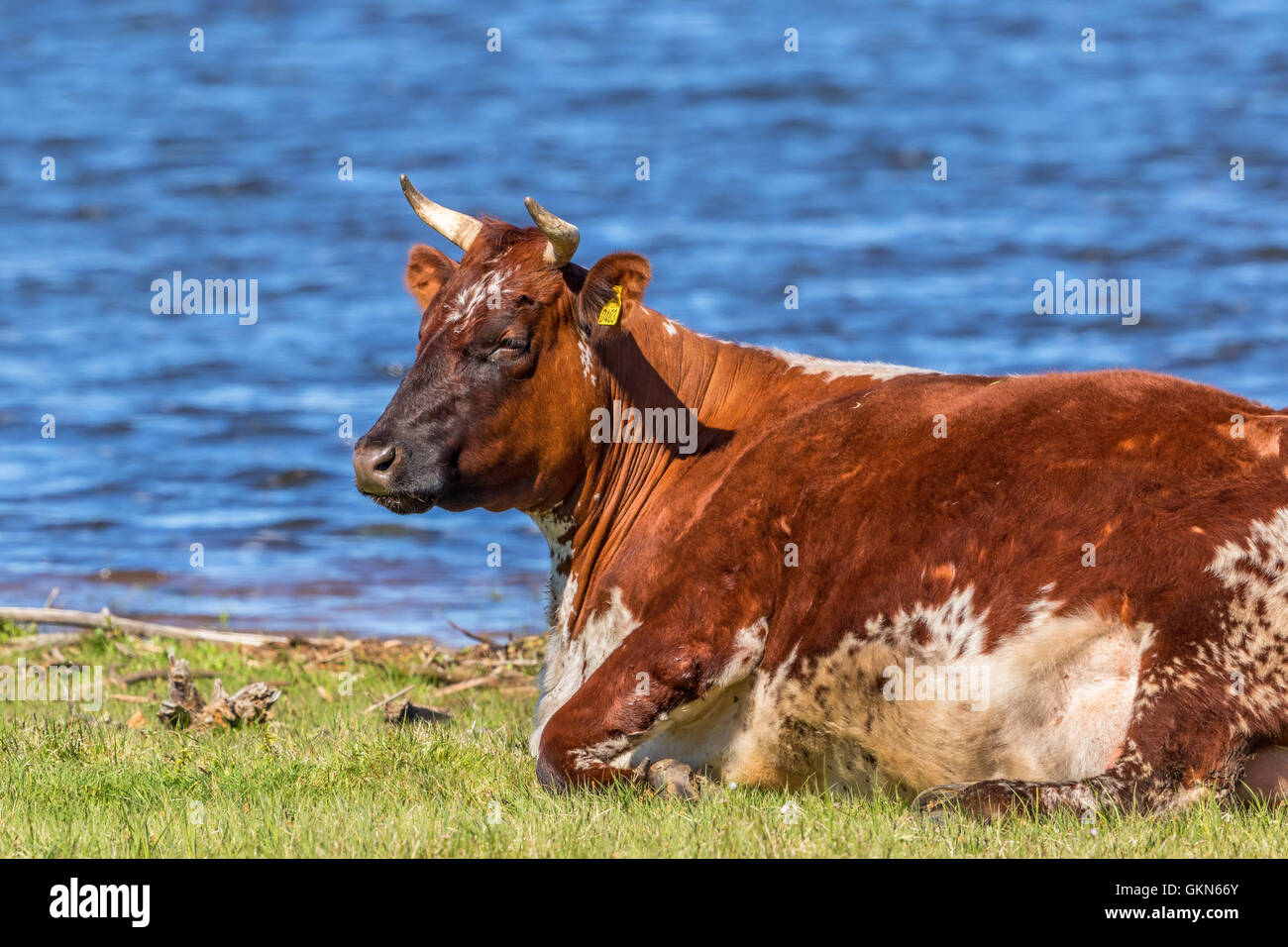Ruminating cow hi-res stock photography and images - Alamy