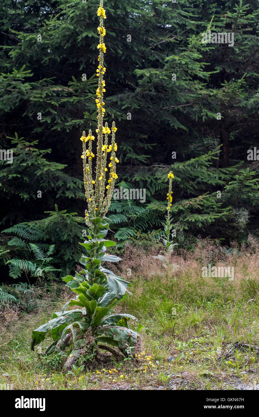 Great mullein / common mullein (Verbascum thapsus) in flower Stock ...
