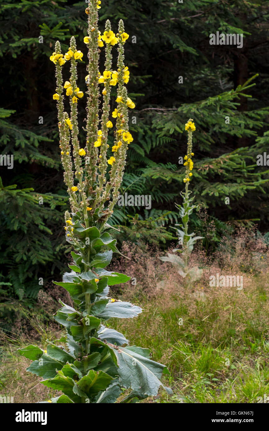 Great mullein / common mullein (Verbascum thapsus) in flower Stock ...