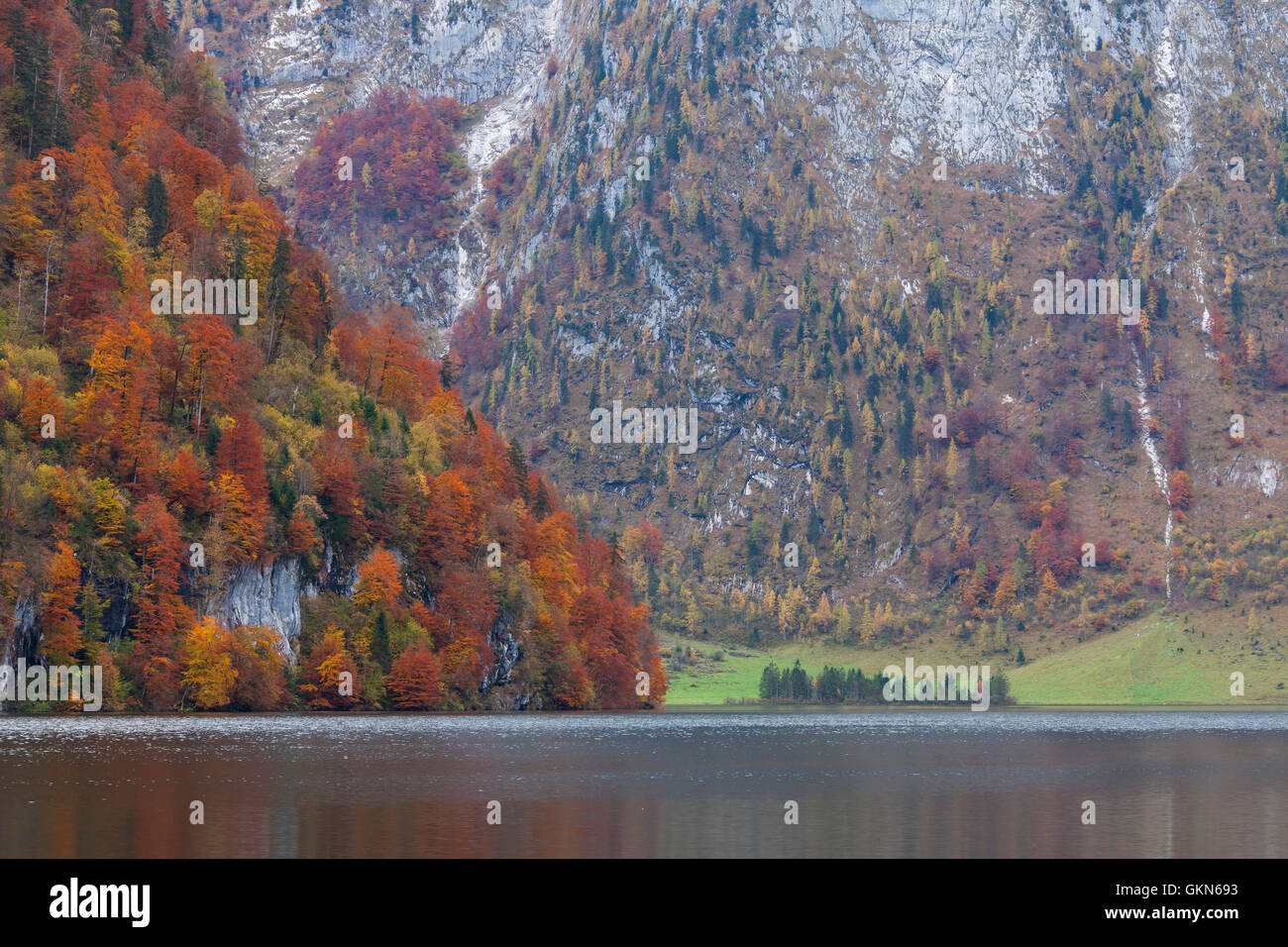Mixed forest showing autumn colours along Königssee / Kings lake ...