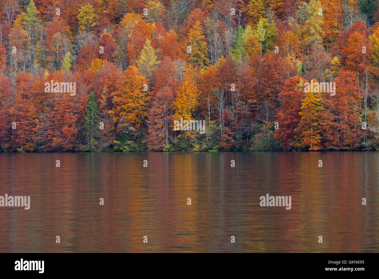 Mixed forest showing foliage of deciduous trees in colourful autumn ...
