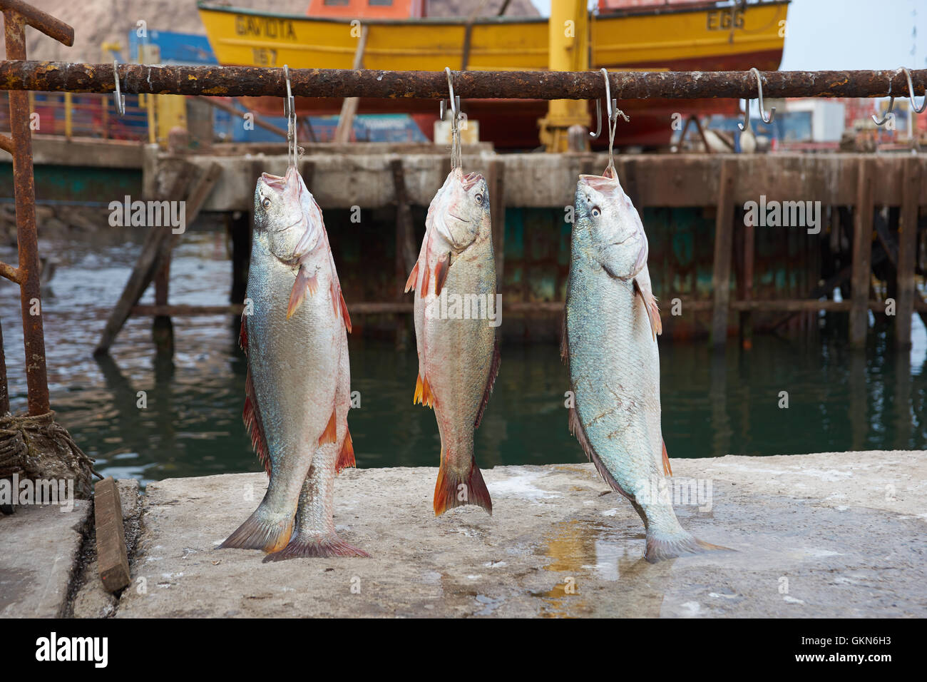 Cilus hi-res stock photography and images - Alamy