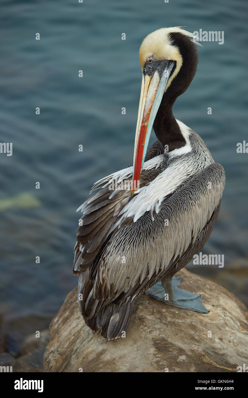 Portrait of a Peruvian Pelican (Pelecanus thagus) in the fishing ...