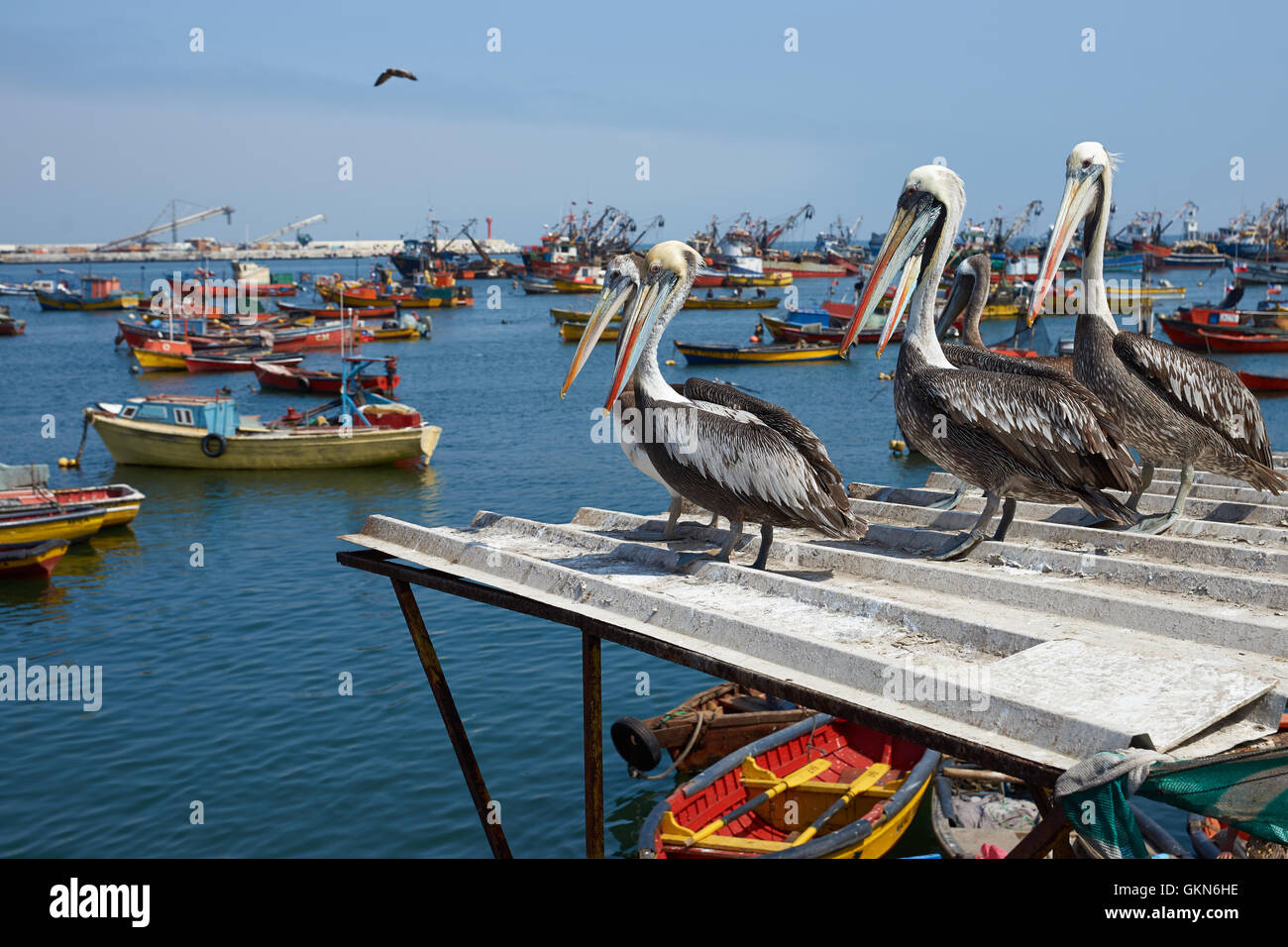 Group of Peruvian Pelicans (Pelecanus thagus) standing on a roof in the ...