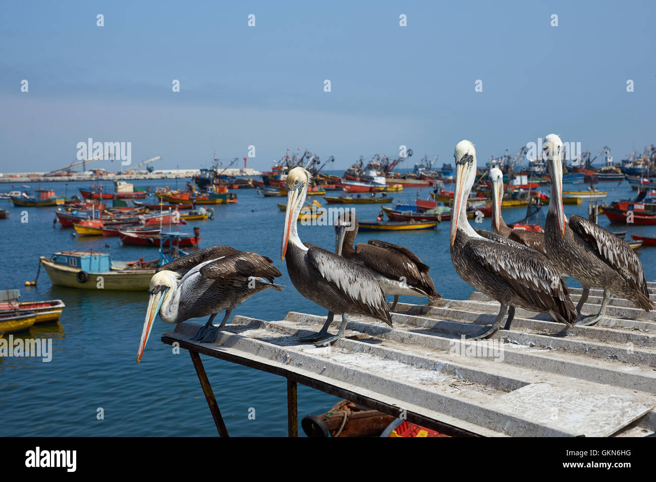 Group of Peruvian Pelicans (Pelecanus thagus) standing on a roof in the ...
