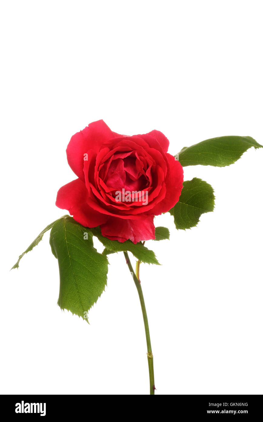 red rose with leaves Stock Photo - Alamy