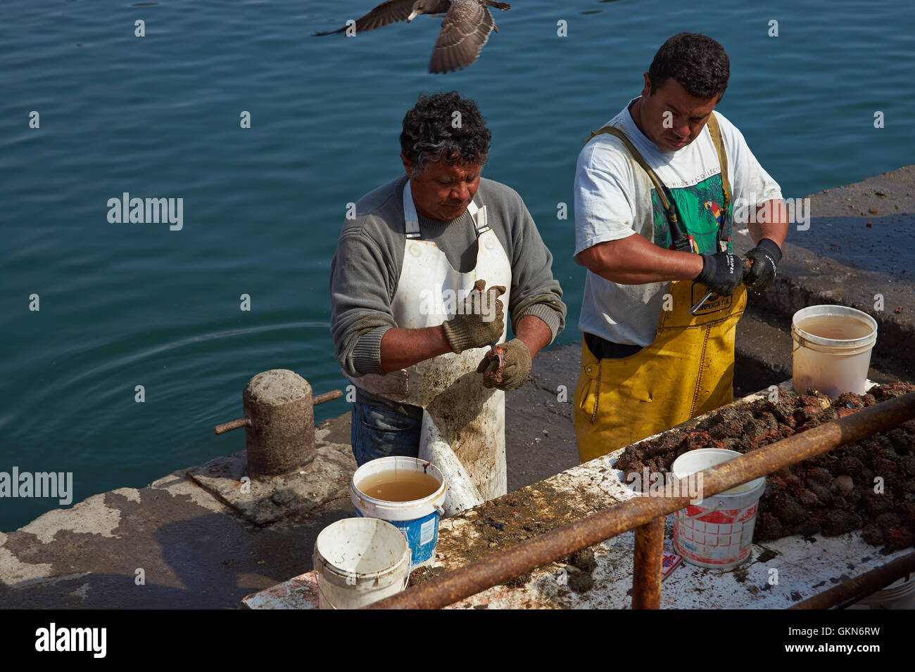Pyura High Resolution Stock Photography and Images - Alamy