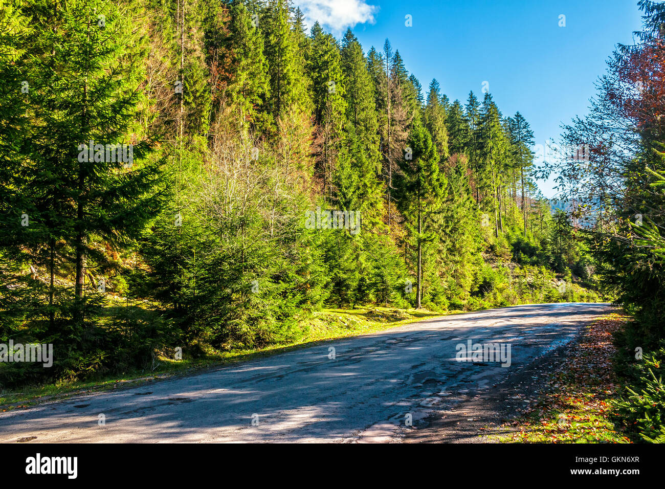 Empty asphalt road near the spruce forest in autumn Stock Photo - Alamy