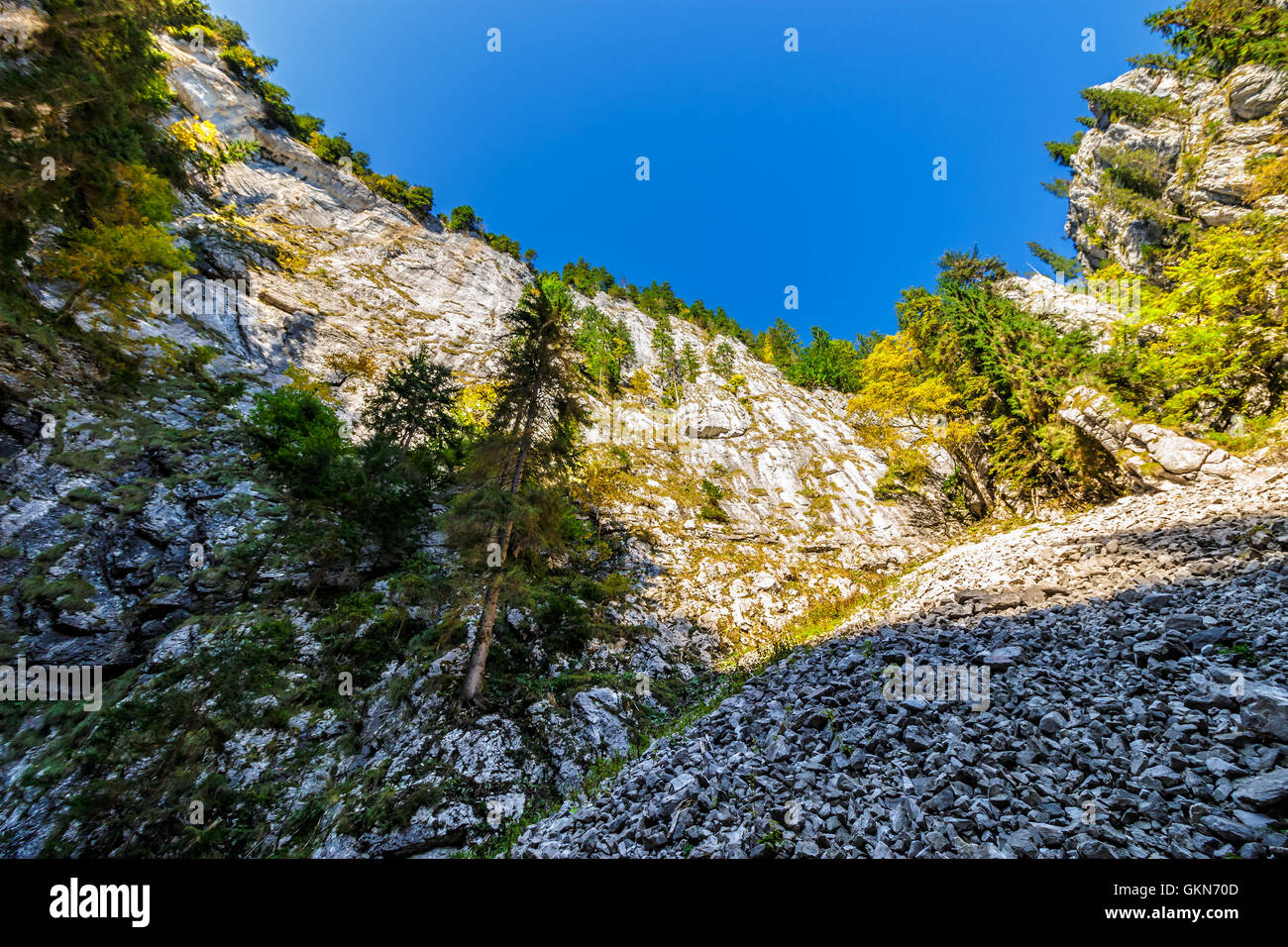 View from inside the canyon in Romanian mountains with spruce forest on ...