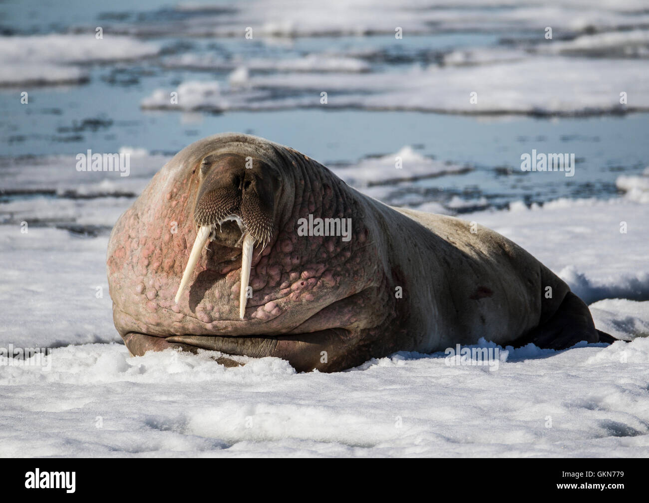 Walrus on the snow, Svalbard, Norwegian Arctic Stock Photo - Alamy