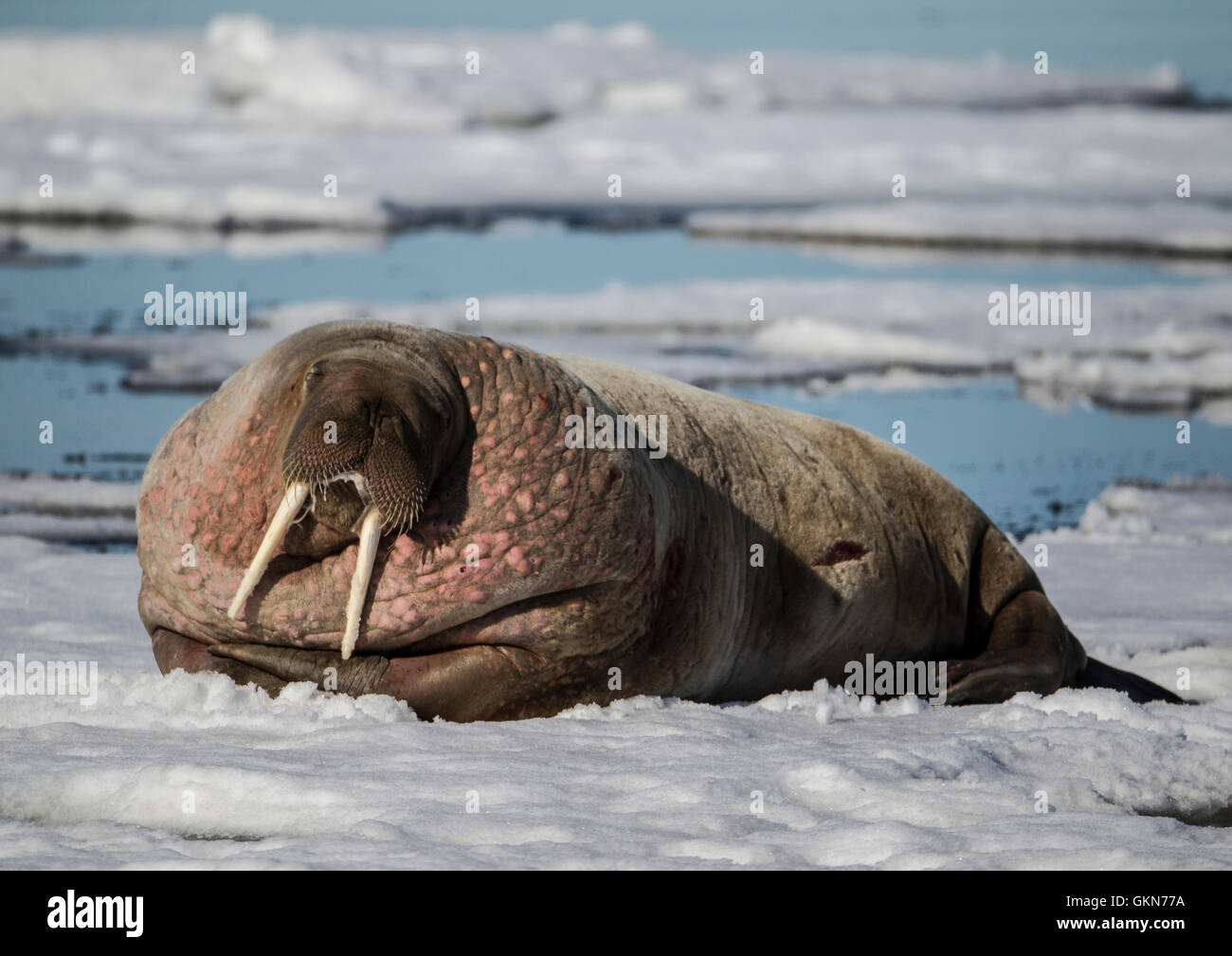 Walrus on the snow, Svalbard, Norwegian Arctic Stock Photo - Alamy