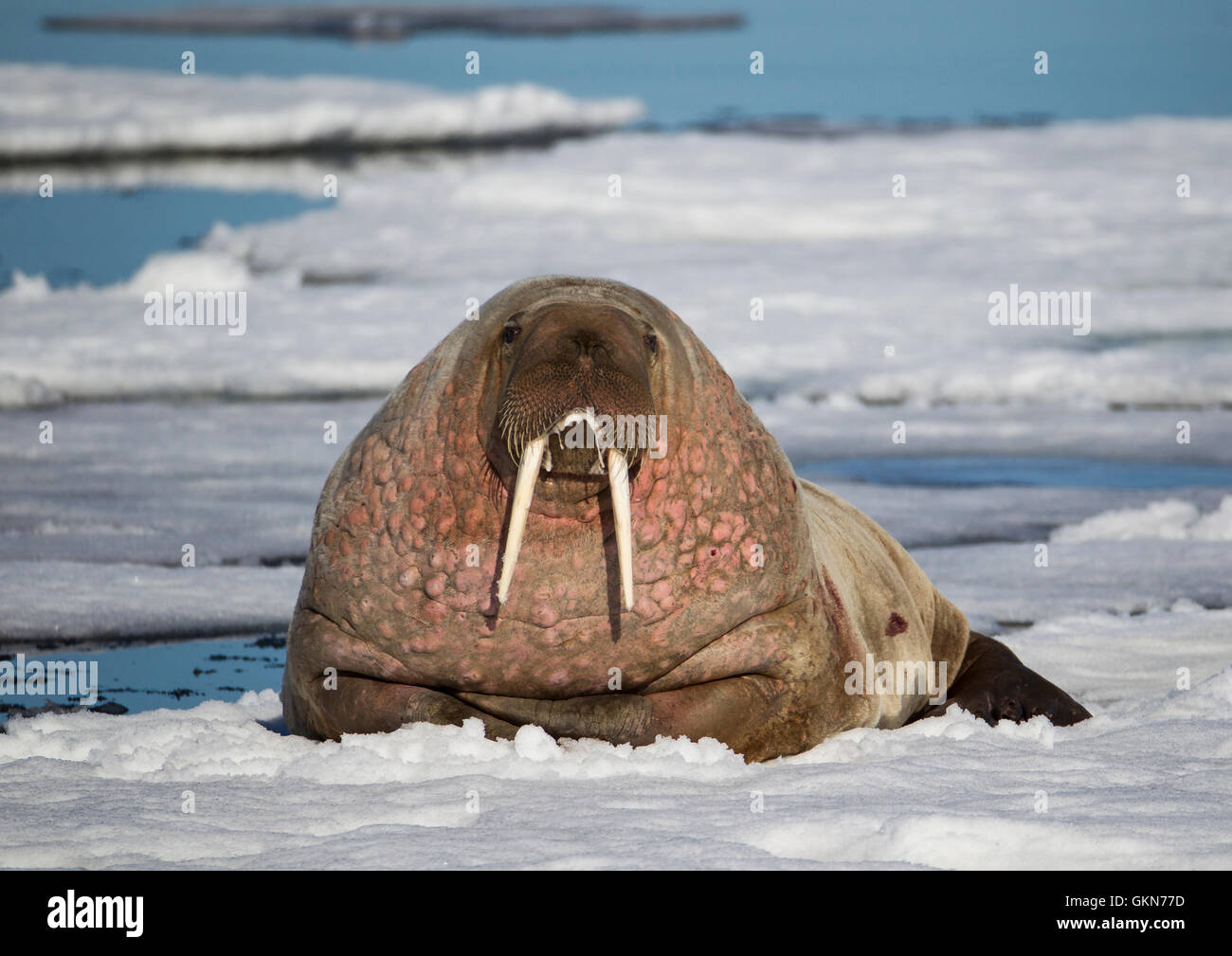 Walrus snow hi-res stock photography and images - Alamy