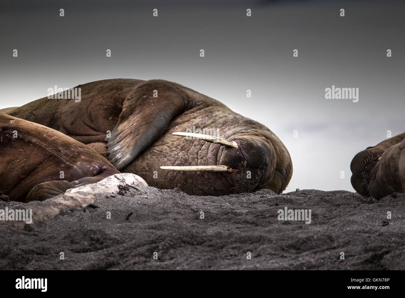 Pair walrus hi-res stock photography and images - Alamy