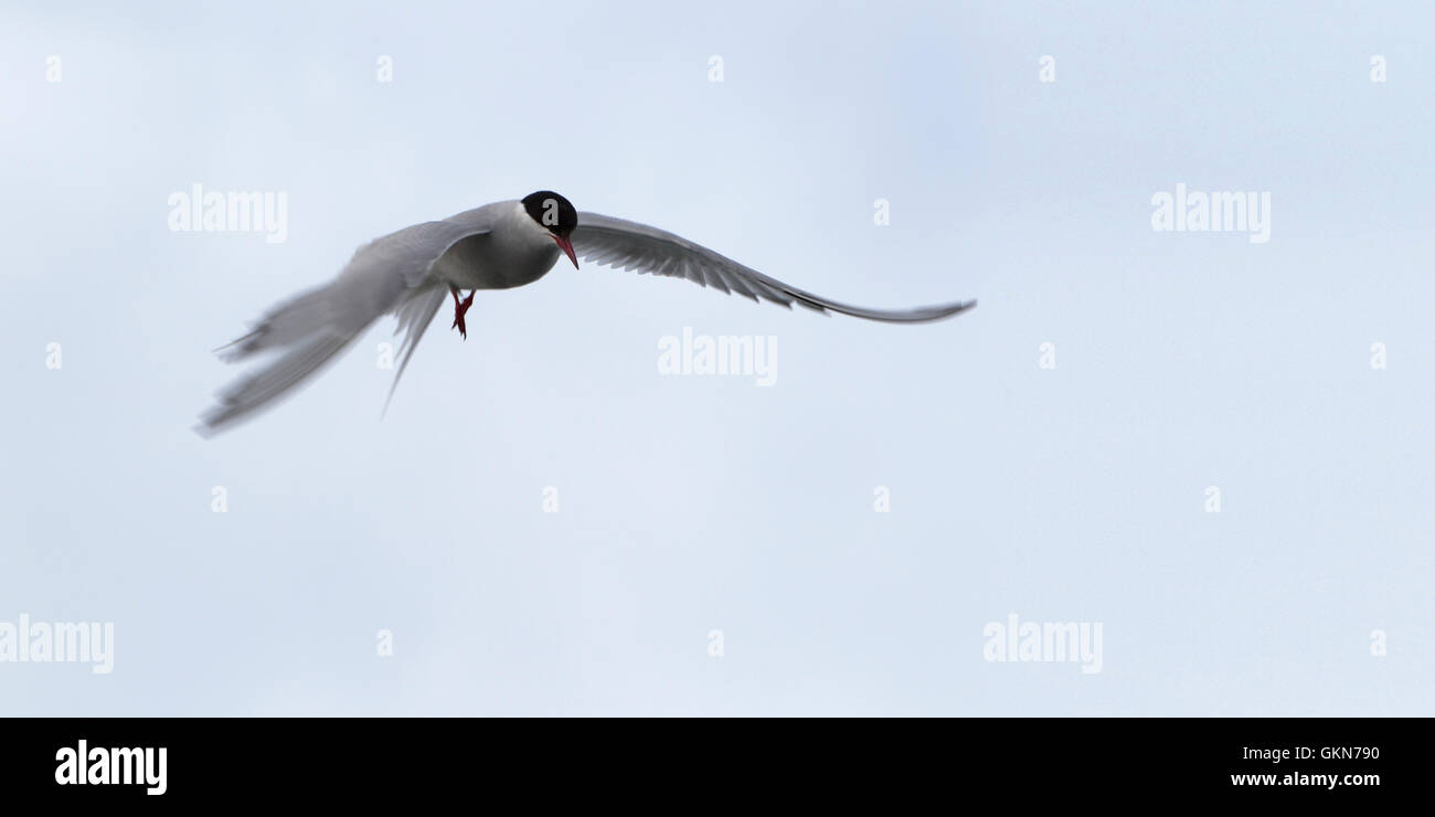 Arctic Tern in flight Stock Photo - Alamy