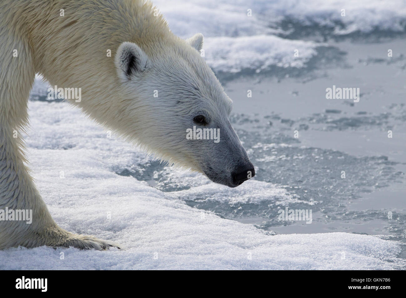 Polar bear face hi-res stock photography and images - Alamy