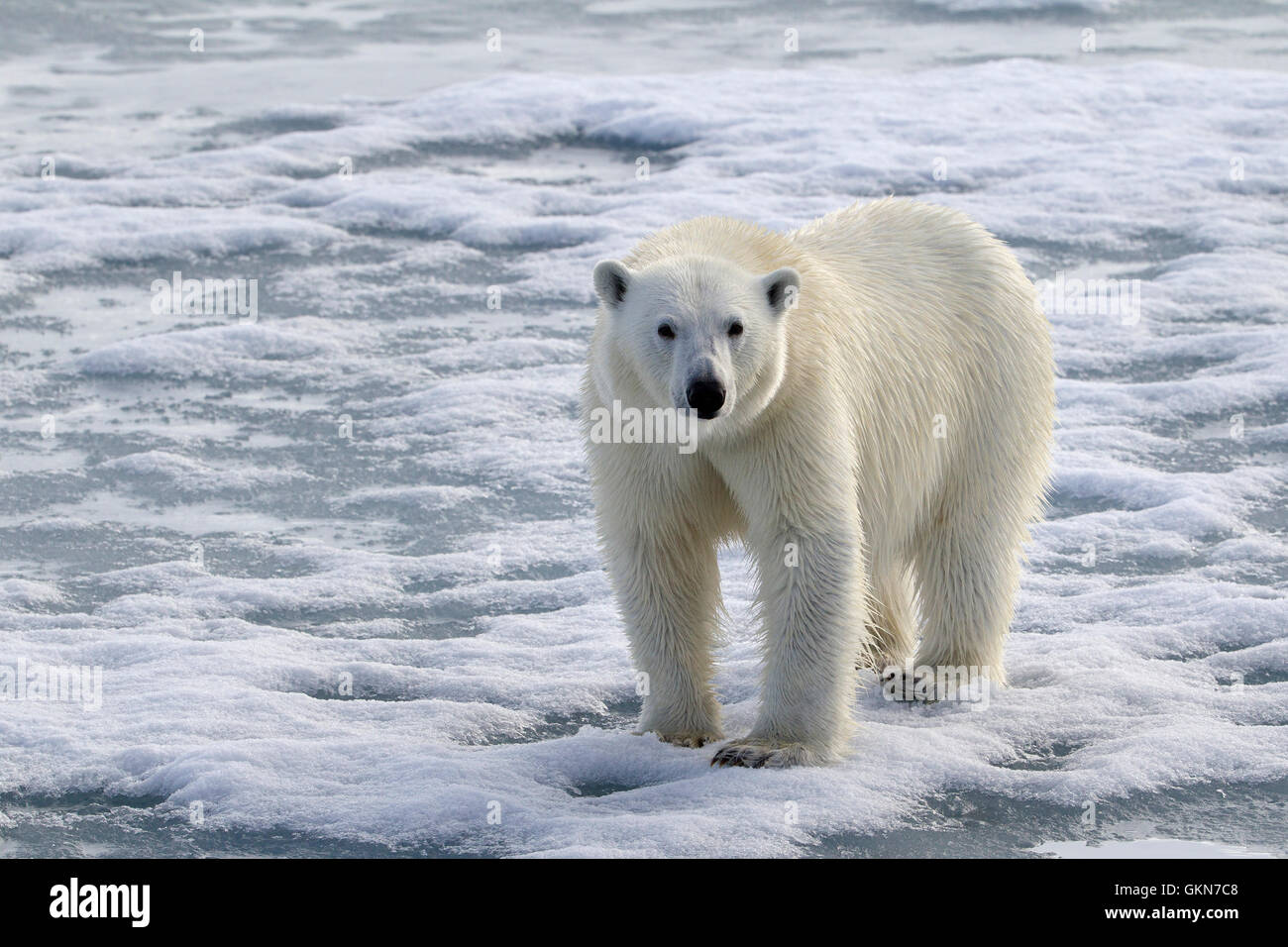 Polar Bear on the ice Stock Photo - Alamy