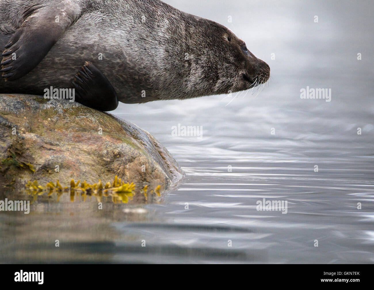 Seal reflections hi-res stock photography and images - Alamy