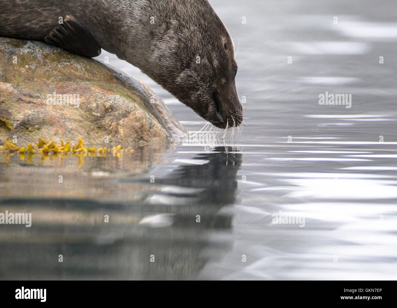 Seal reflections hi-res stock photography and images - Alamy